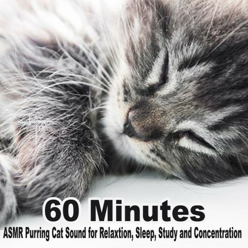 Stream 60 Minutes ASMR Purring Cat Sound for Relaxtion, Sleep, Study ...