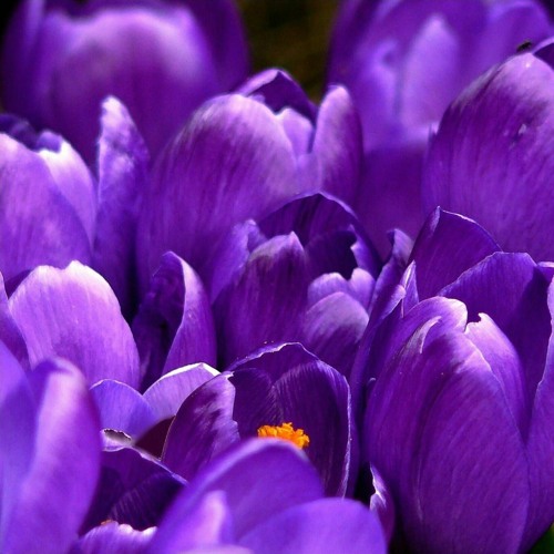 Stream Steve Heart - Violet by Steve Heart | Listen online for free on ...