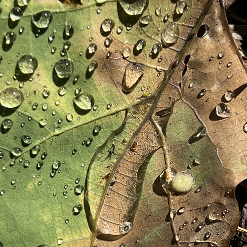 Stream Wednesday 09 07 2022 by Garso kupolas | Listen online for free ...