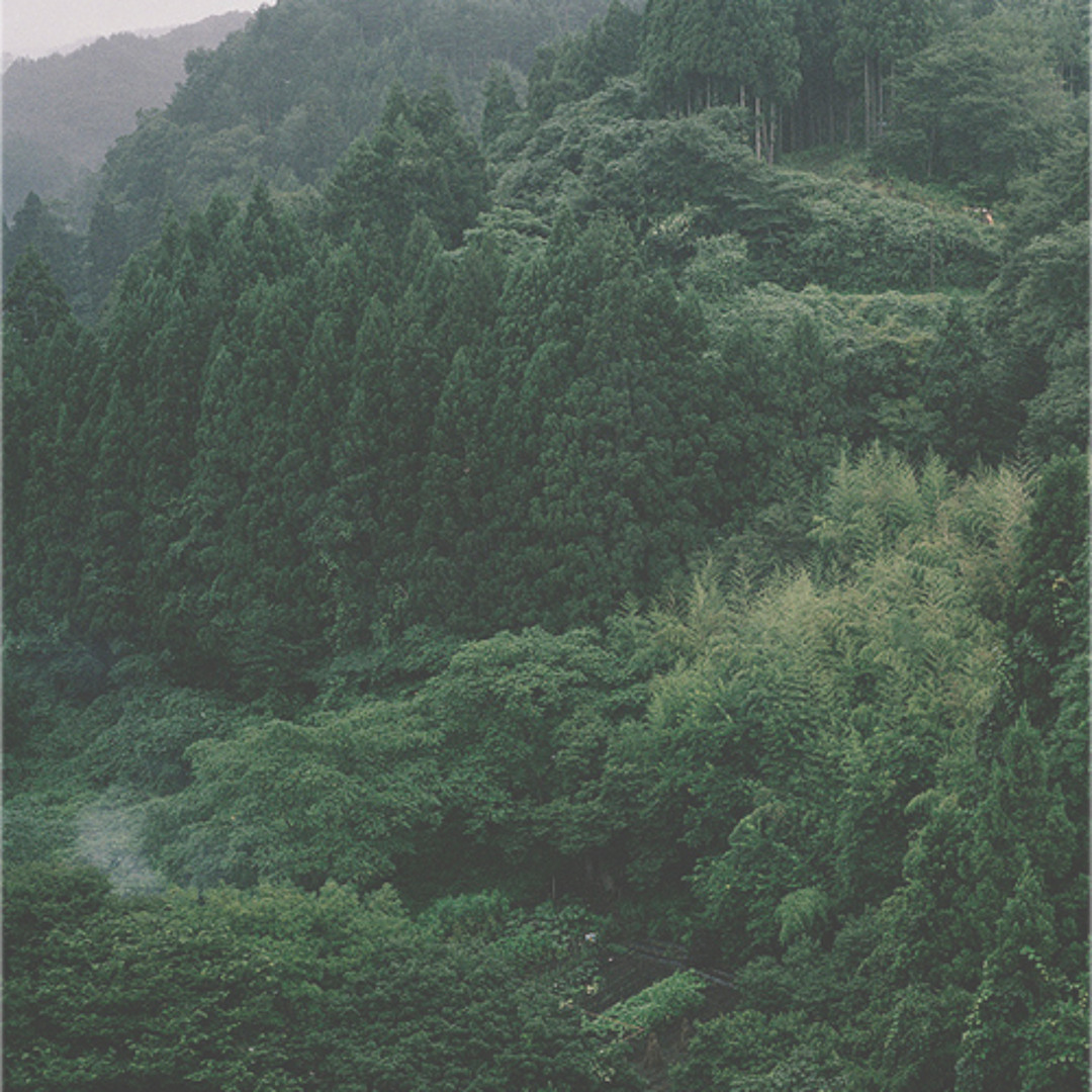 Stream Jungle Memories (Prod. Kid Indigo) by Kid Indigo. | Listen ...