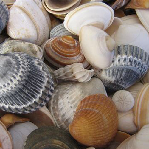 Stream Sally Sells Sea Shells by The Sea Shore by Sally | Listen online ...