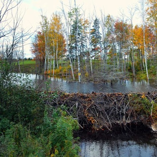 Stream Ian Carrick | Listen to beaver prayer sing-along playlist online ...
