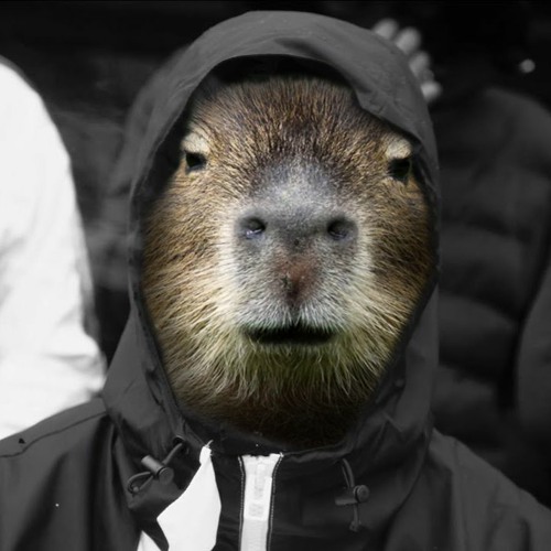 Stream capybara drill by Nicloum | Listen online for free on SoundCloud