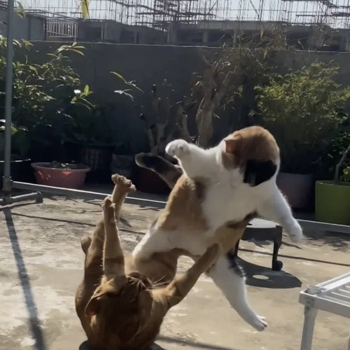 Stream Dancin’ and fightin’ by DJMD | Listen online for free on SoundCloud