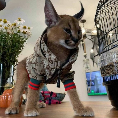 Stream Border of Life Final Spell Yuyuko (TAMUSIC) by Darcus Citrabanu ...