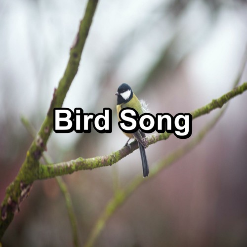 Stream Nature Bird Sounds | Listen to Bird Song playlist online for ...