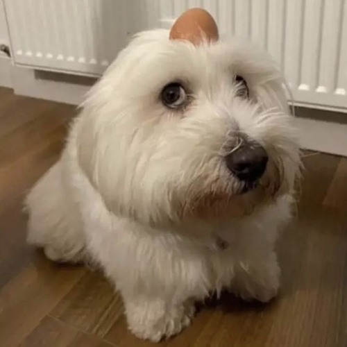 Stream champignon by JADE LEAN | Listen online for free on SoundCloud