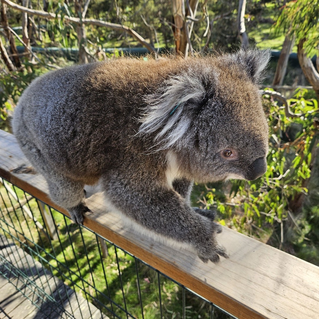 Stream Pimpzilla Vs. Mechapimpzilla (1977).mp3 by GODZILLIST AKA NO ...