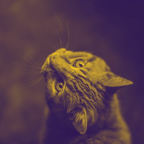 Stream Relaxing Music for Cats | Listen to Lonely Cats (Music) playlist ...
