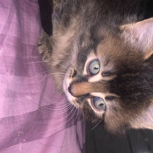 Stream Brooklyn Ft. Ace Andretti - Never Enough YSMG by Ysmg Brook ...