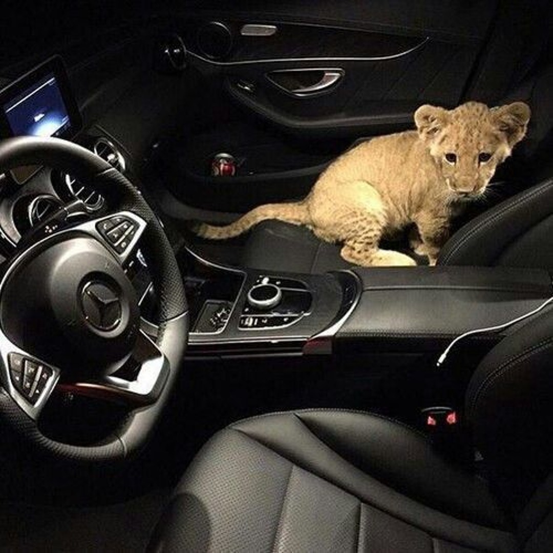 Stream butch magnus. #maaj (@therealjern anthem) by maaj | Listen ...