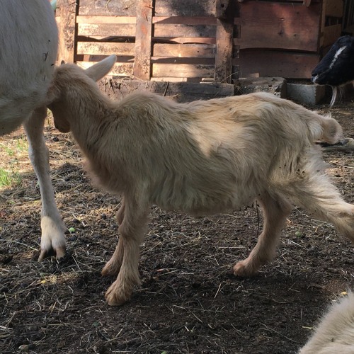 Stream episode Goat Interview I by elastix podcast | Listen online for ...