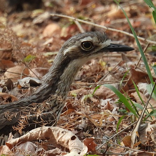 Stream Bush Stone-curlew - Calling in flight by BirdlifeSQ and Birds ...
