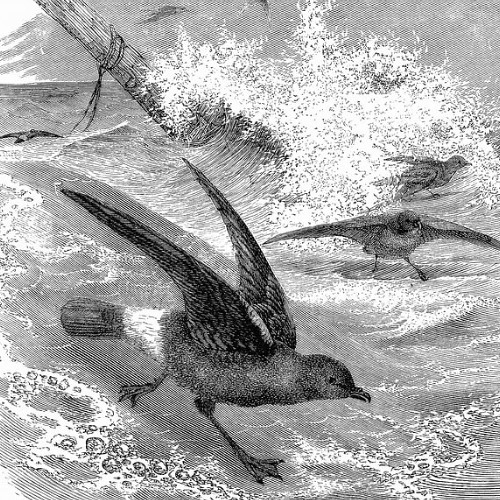 Stream The Tempest by Mercury's Pattern | Listen online for free on ...