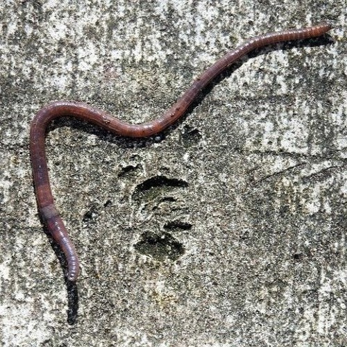 Stream Green Algae With Aspirations Of Wormhood by Aiwazz | Listen ...