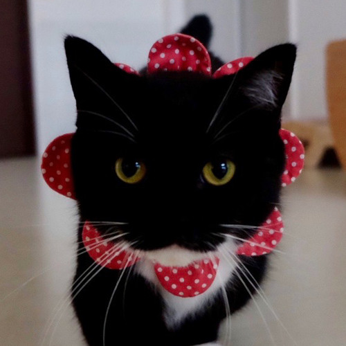 Stream Encryption | YOUNGEST RAPPER V3 - FNF by Ag | Listen online for ...