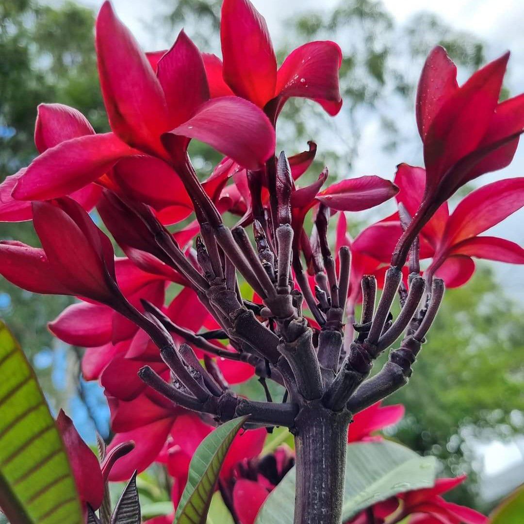 Stream Maoli Songs Playlist _ Greatest Hits _ The Very Best Of Maoli ...