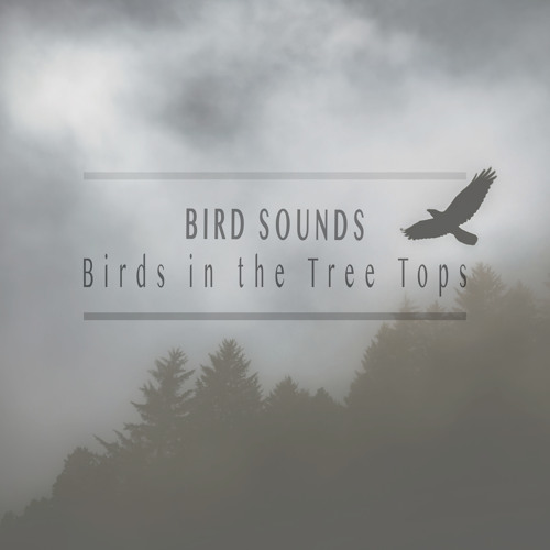 Stream Natural Bird Sounds by Bird Sounds | Listen online for free on ...