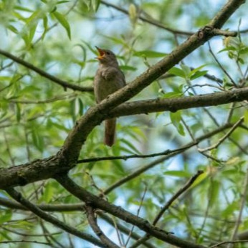 Stream Nightingale, Bitza Nature Park, Moscow, RUSSIA by wild_rumpus ...