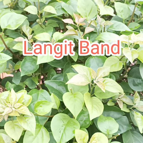 Stream Cinta Bukan Seperti Kamu by Langit band | Listen online for free ...