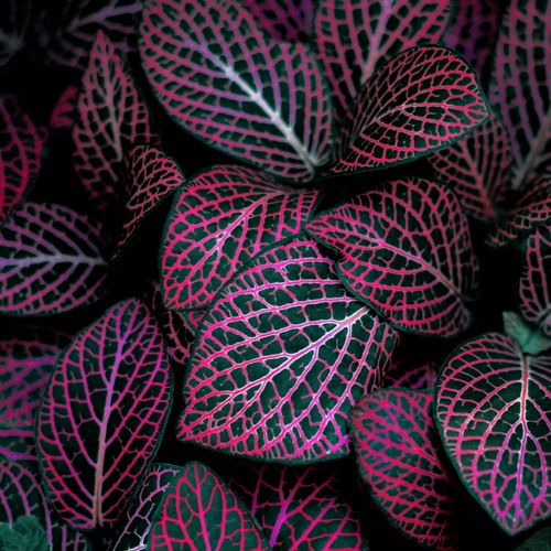 Stream Sacred Plants - ChillHop/Lofi type Beat by Northern Light ...