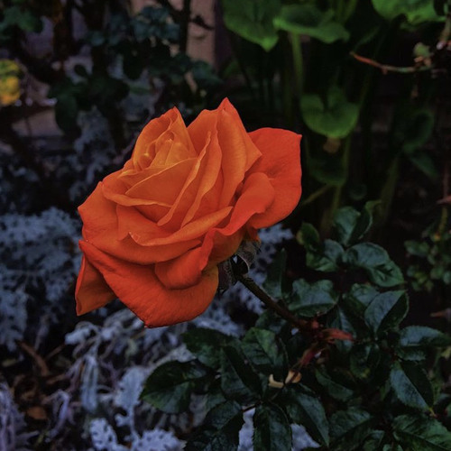 Stream Star Crossed Lovers by L L A | Listen online for free on SoundCloud