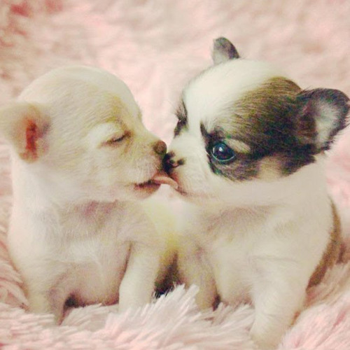 Stream fluffy chip | Listen to Male audios (x listener) 💗 playlist ...