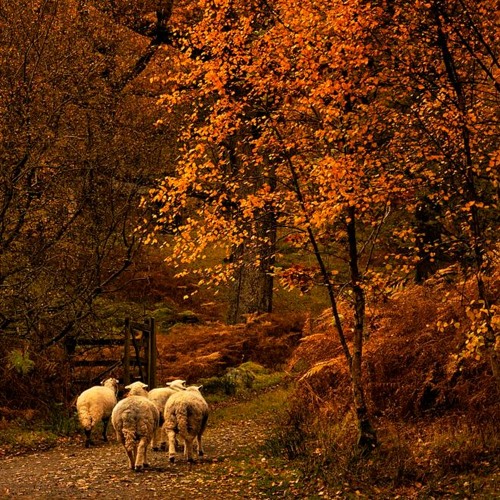 Stream Unhefted by Fr Patrick Hake | Listen online for free on SoundCloud