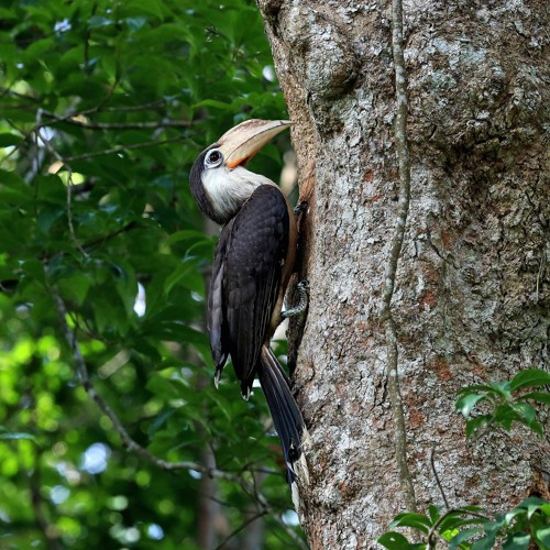 Stream episode Austen's Brown Hornbill (Anorrhinus austeni) by naturein ...