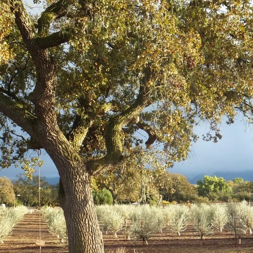 Stream The Olive Tree—Jessica Nielsen, Isabelle Sutch, Mariah Stringham ...