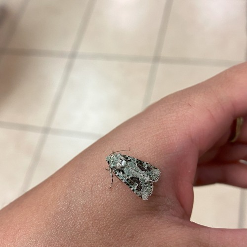 Stream Yuko Ando - shogeki by IIvonae | Listen online for free on ...