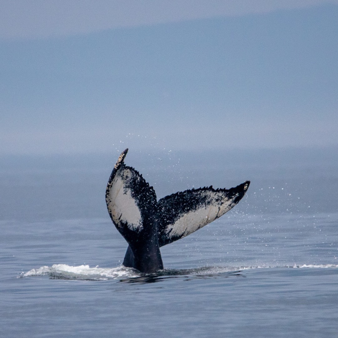 Stream A humpback whale song fragment from early in the season by New ...