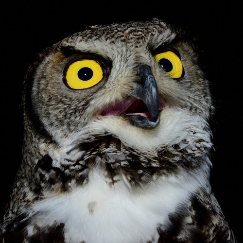 Stream The Feather Monster by Adam Looplove | Listen online for free on ...