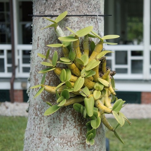 Stream Support Vector Decomposition By Gauravity Listen Online For Free On Soundcloud