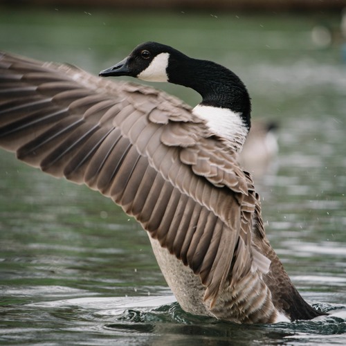Stream SOUND OF THE WEEK 191: Gaggle Of Geese, Canada Goose, Aggressive ...