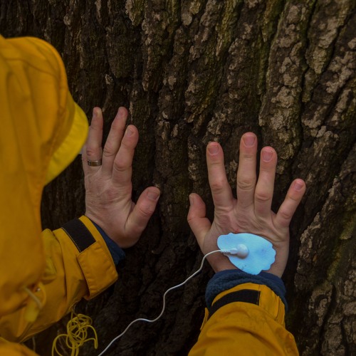 Stream II. The Forest’s Release by Wildsmith | Listen online for free ...