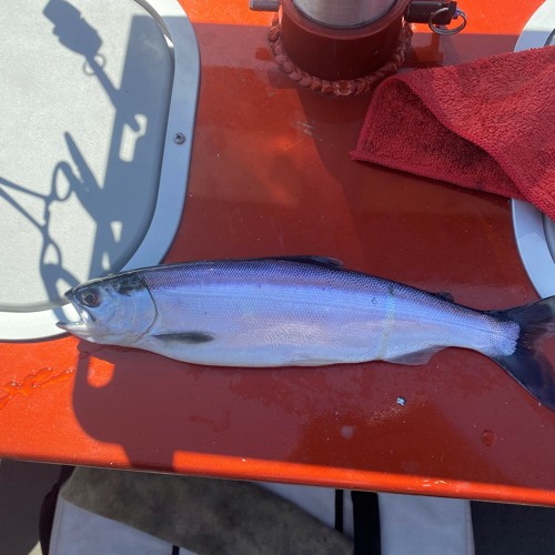 Stream Catch Oregon's delicious 'mini salmon' in lakes and reservoirs ...