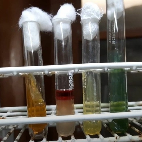 Enterobacter Aerogenes 1000x