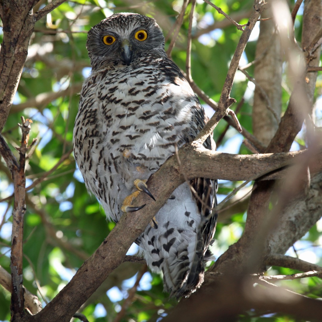 Stream Powerful Owl call by NCC Large Forest Owls Project | Listen ...