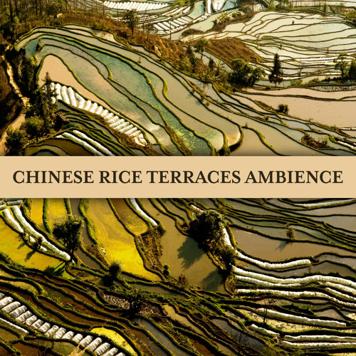 Stream Asia Ann Deep | Listen to Chinese Rice Terraces Ambience: Calm ...