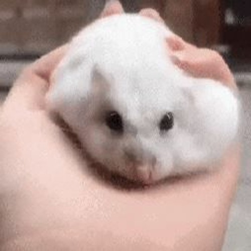 Stream squishee rat gif (prod. kaktus) by samara | Listen online for ...