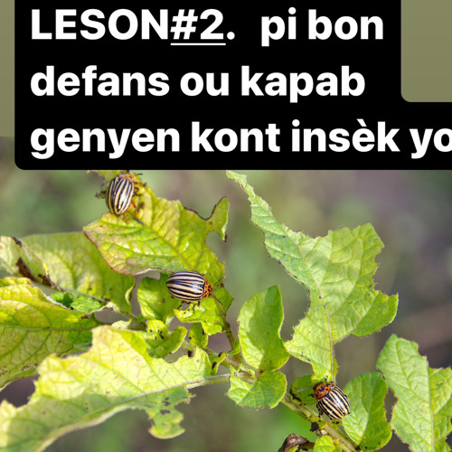 Stream LESON#2. pi bon defans ou kapab genyen kont insèk yo by Younme ...