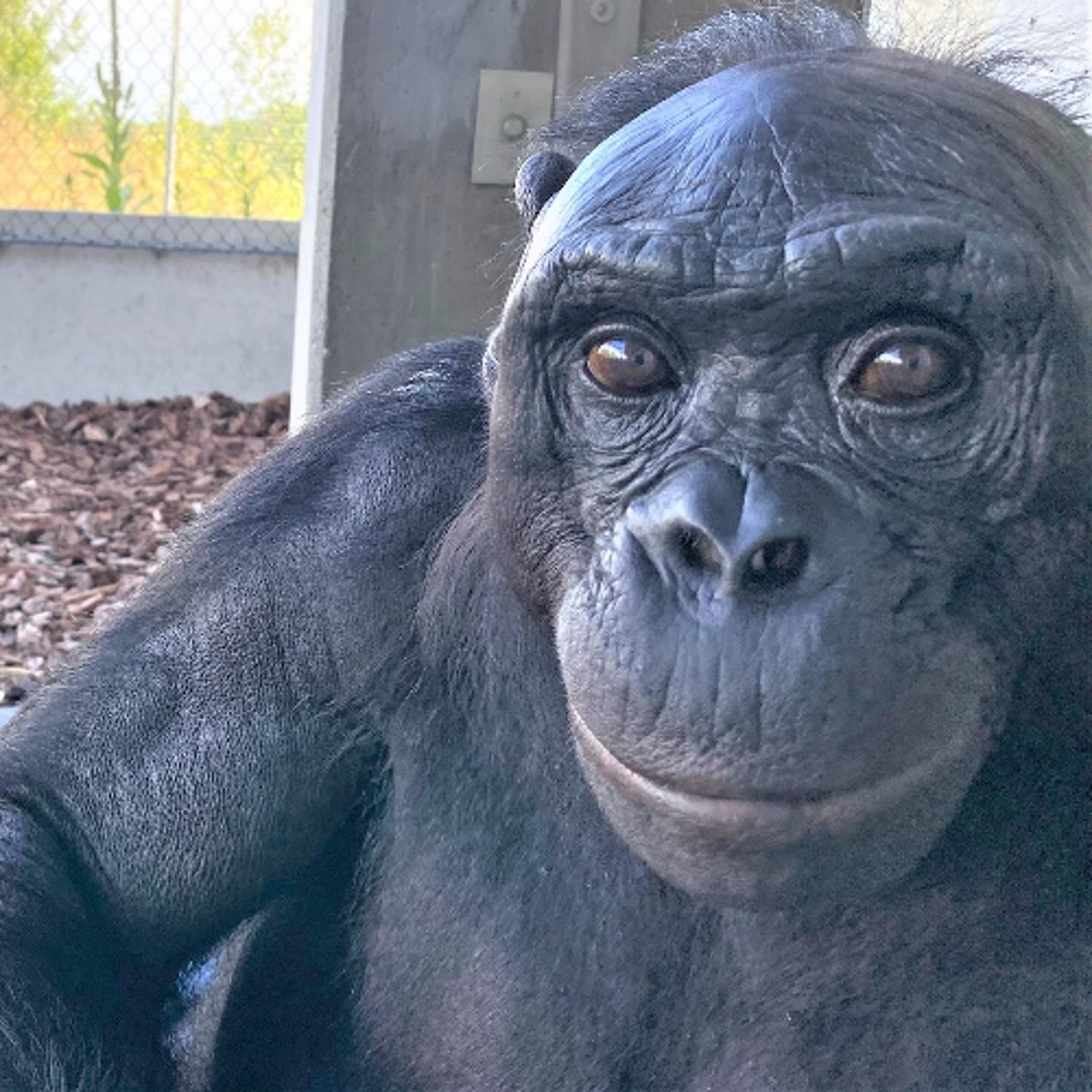 Stream {SCRAPPED DEMO} Master Roshi vs. Jiraiya by Danii | Listen ...