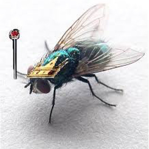 Stream worship the fly king by ShekBayhay | Listen online for free on ...