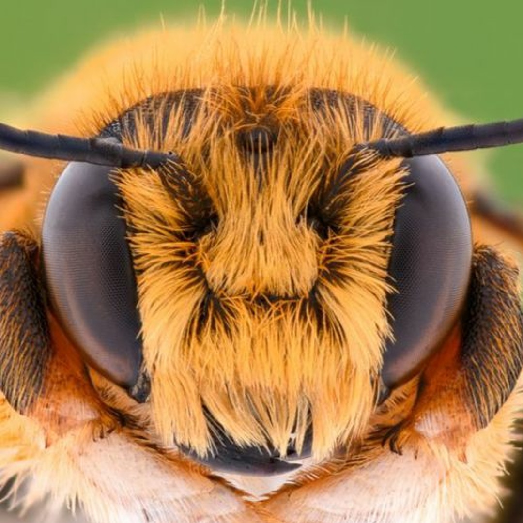 Stream playboi cracker b by Becky | Listen online for free on SoundCloud