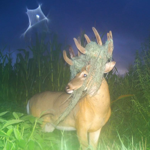 Stream palmtreehit - crust garden [1romvesen] by 130° | Listen online ...