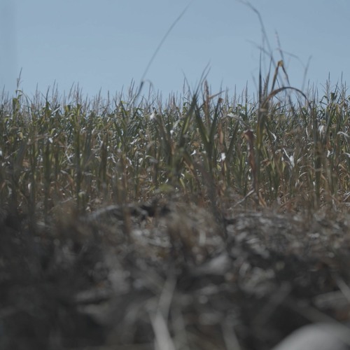 Stream FIELD LISTENING: Wüsten-Buchholz, DE on 19 August 2022 (excerpt ...