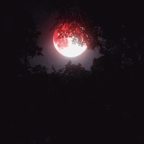 Stream ffuckdrream feat. hasudamage - North Child by LONG LIVE | Listen online for free on ...