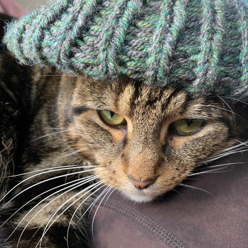 Stream Marnie Cat by Robert Goldie | Listen online for free on SoundCloud