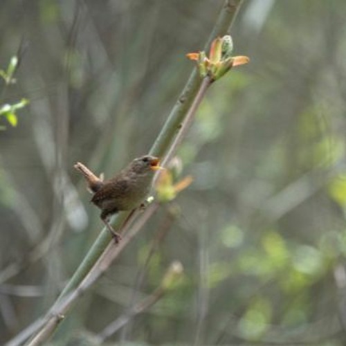 Stream Common Wren, Bitza Nature Park, Moscow, RUSSIA by wild_rumpus ...